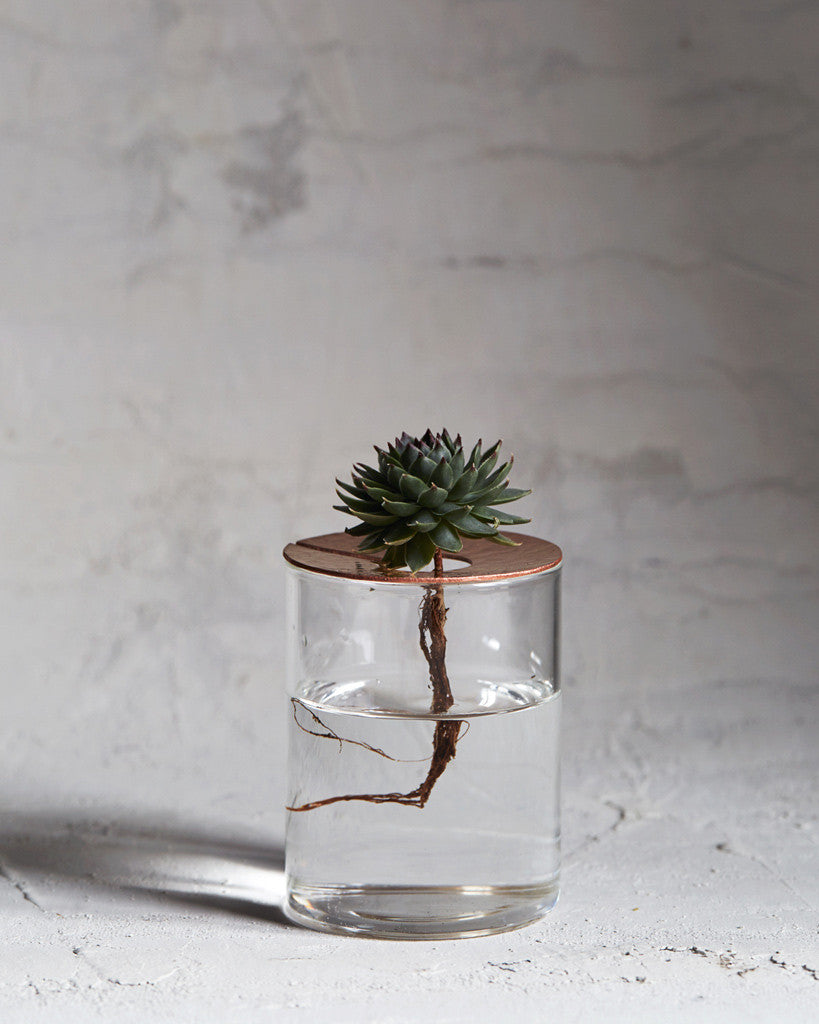 Lid Vision Glass Terrarium - Copper (OUT OF STOCK) – Nalata Nalata
